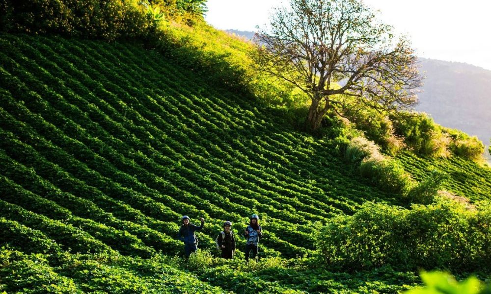 Biển Hồ Chè Gia Lai: Tuyệt tác thiên nhiên, di sản xanh Tây Nguyên ...